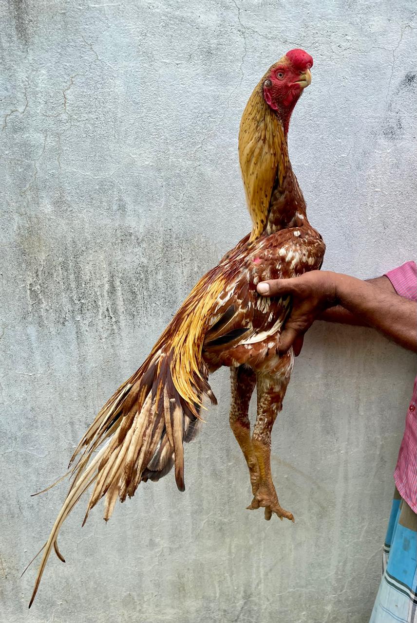 Parrot Beak Aseel: A Complete Guide to This Unique and Majestic Chicken ...